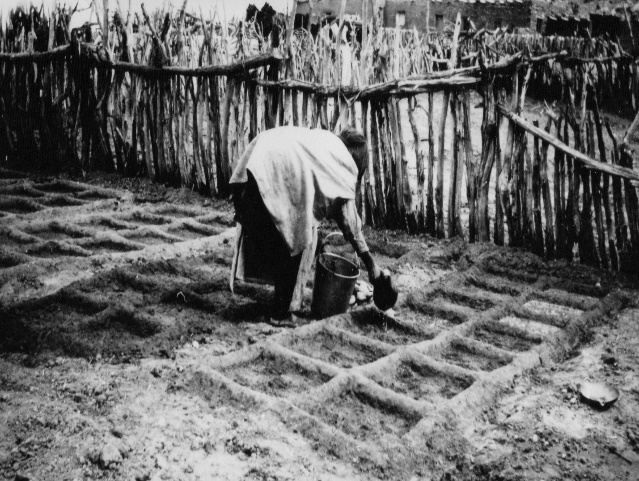 The Benefits and Age-Old Success of Waffle Gardens: A history on one of ...
